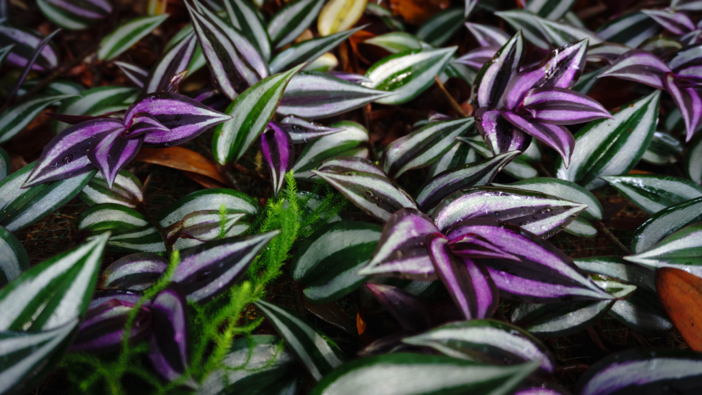 The Wandering…Dude? - Bonnie Jean Feldkamp